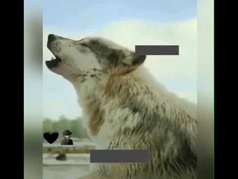 Whatsapp üçün (canavar) statusları #3