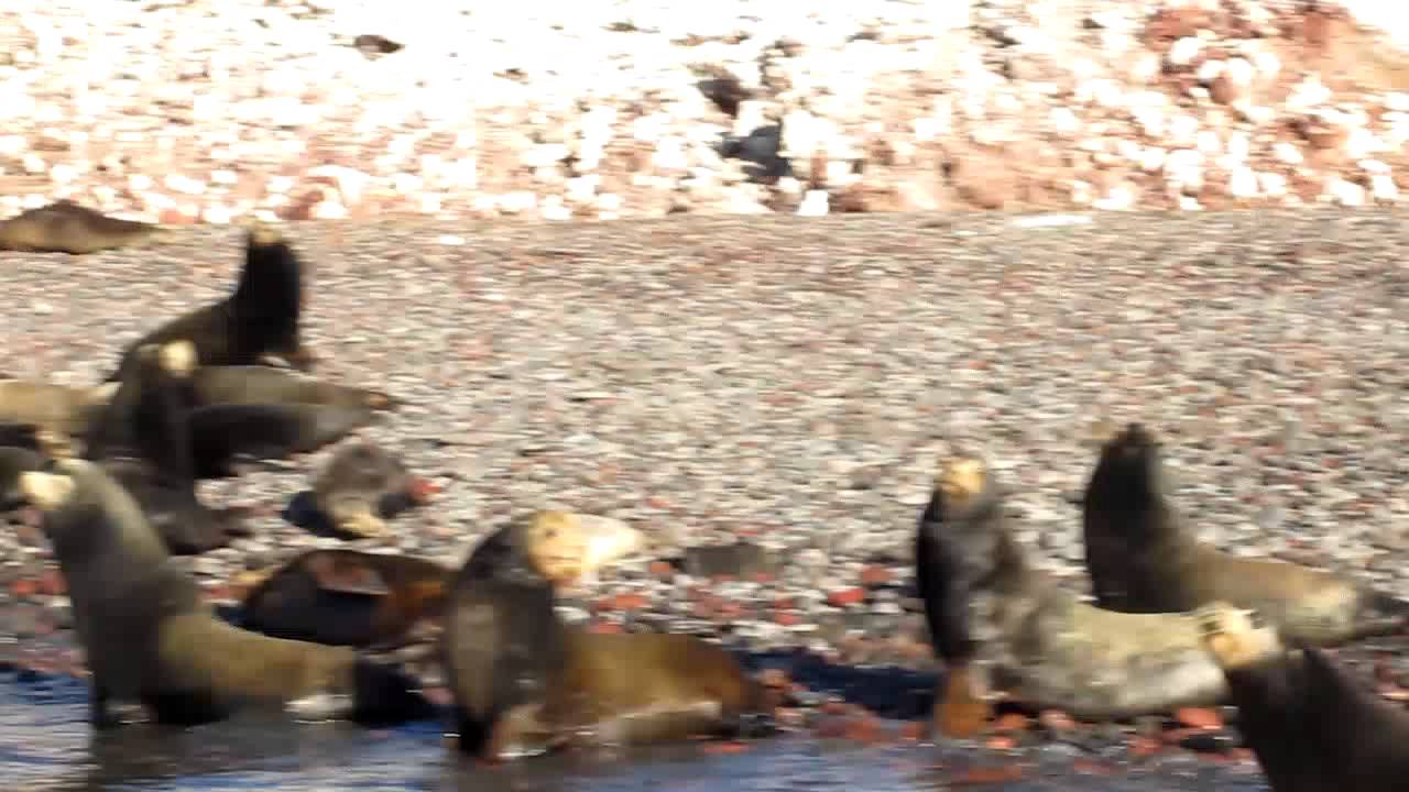 Sea Lions and Seals Punta Bufeo Nov 2011 - YouTube