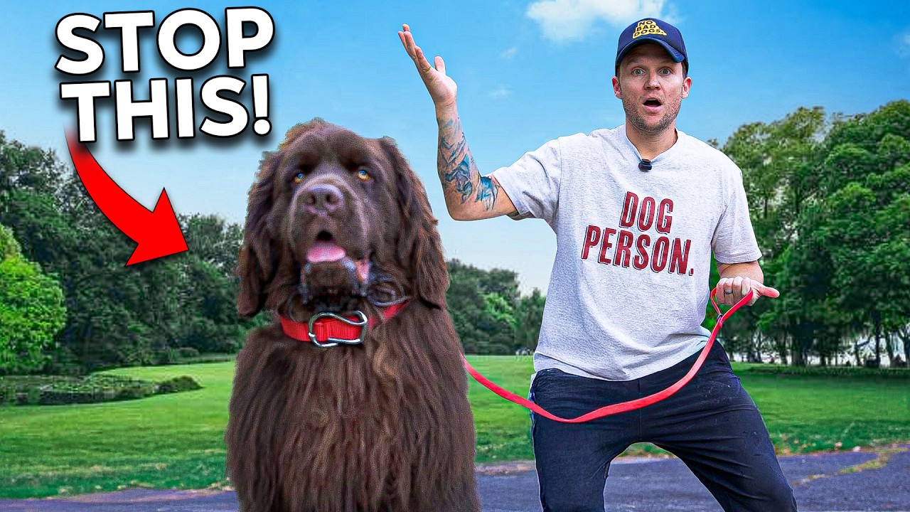 Why Your Dog IGNORES You Outside! (And How to Fix it) - YouTube