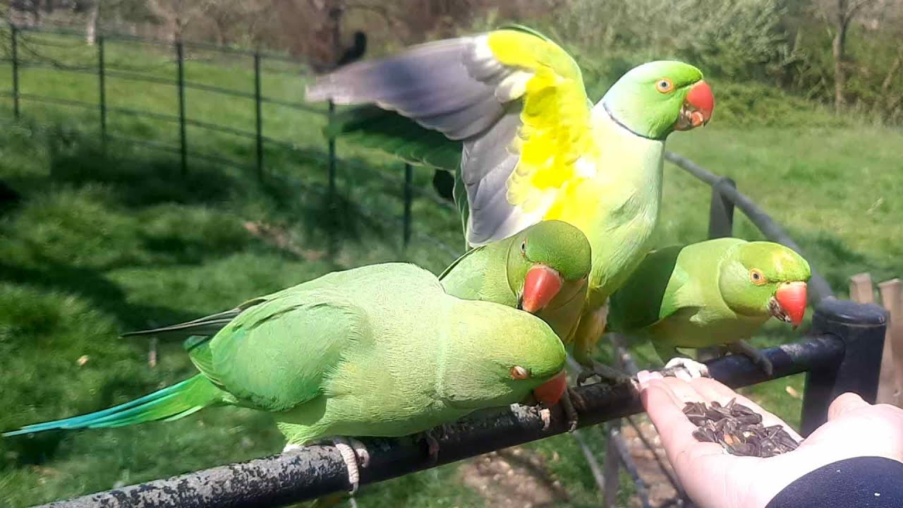 Squirrels take over wild ringneck parakeets in Hyde park London - YouTube