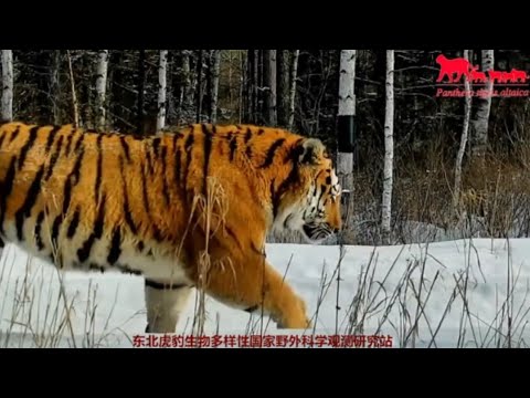 Huge and muscular young wild male Siberian tiger from China - YouTube