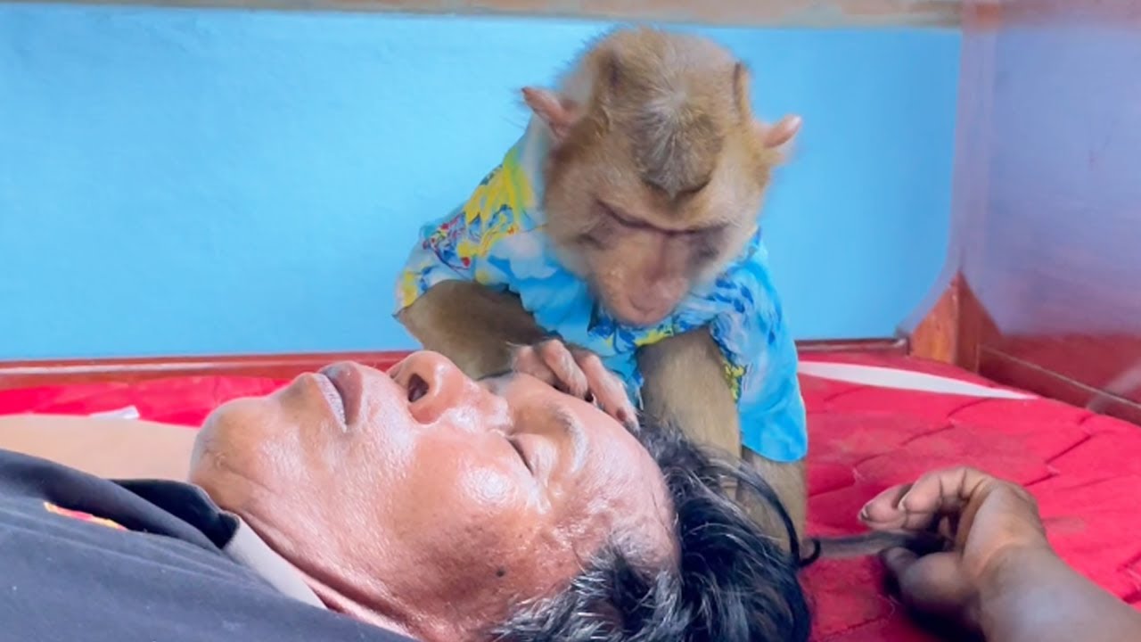 Asmr Monkey Grooming| Tin Removes Dandruff from Mans Head - YouTube