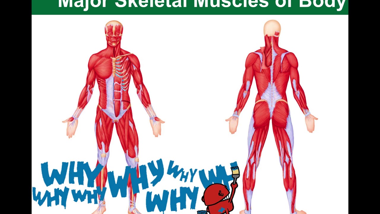 BIO201 online / Chapter 10 (part A): Introduction to Studying Muscles ...