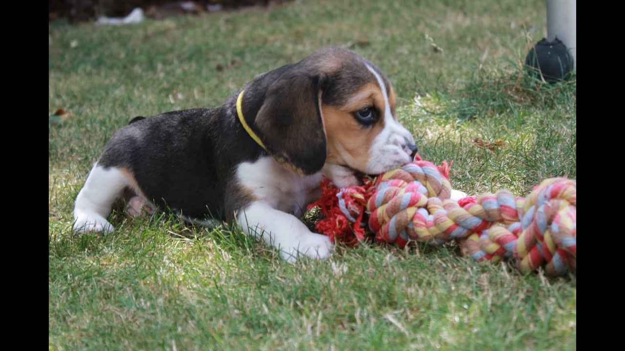 7 Week Old Beagle Puppies Fight For Grass - YouTube