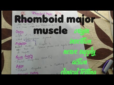 anatomy of Rhomboid Major muscle | upper limb | anatomy - YouTube
