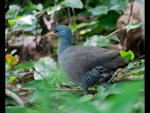 Abati de lambu na seva - YouTube