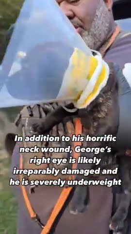 GRAPHIC: Starving Puppy With One Of THE WORST Neck Wounds We Have EVER ...