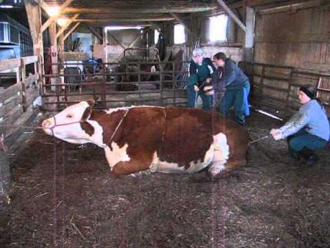 How to cast a cow before assisting in delivery - YouTube