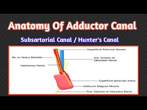 Anatomy Of Adductor Canal | Subsartorial Canal | Hunter's Canal Anatomy ...