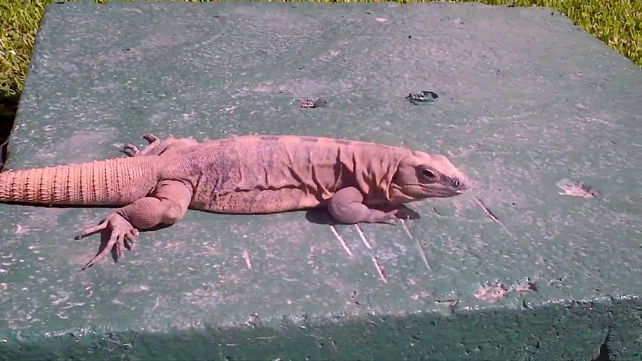 Dancing Iguana - YouTube