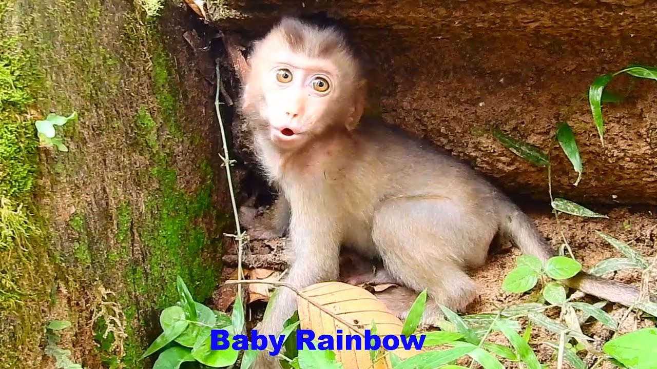 B.rea.king Hea.r.t! BB Rainbow shout very loud to call her own mom Rose ...
