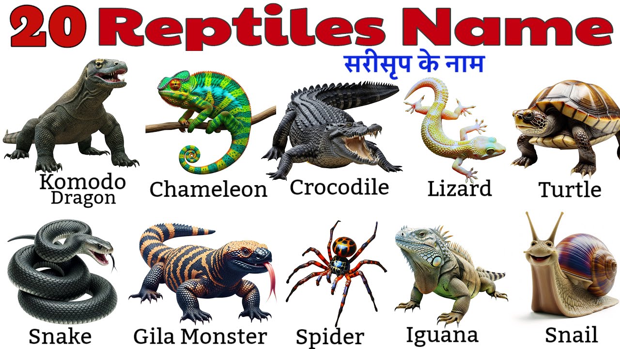 20 Reptile Names for Kids | Fun Facts About Reptiles | बच्चों के लिए ...