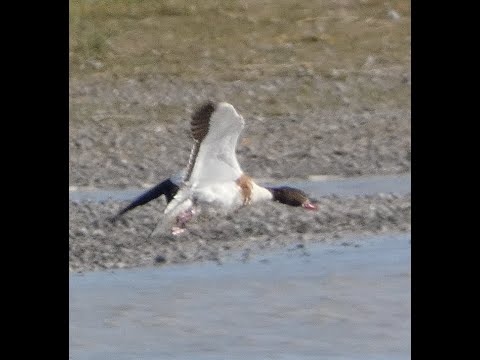 Birding am Darscho