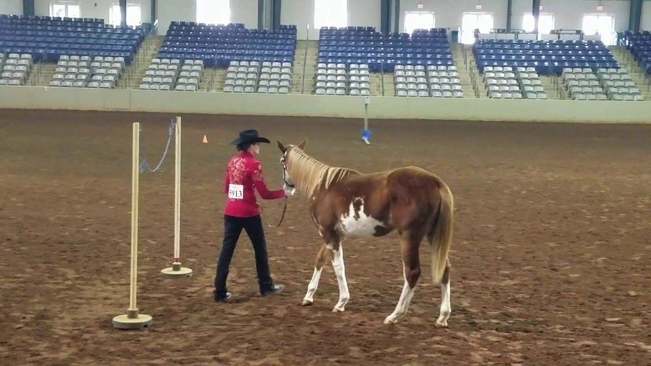 Ultimate Saving Grace first Open In-Hand Trail class - YouTube