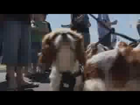 GUINNESS RECORD attempt - Most dogs walked on leash. - YouTube