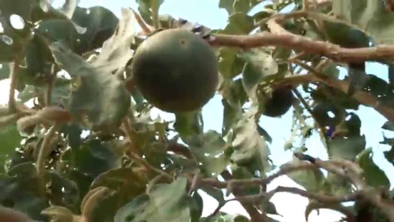 Lobeira série rápida - YouTube