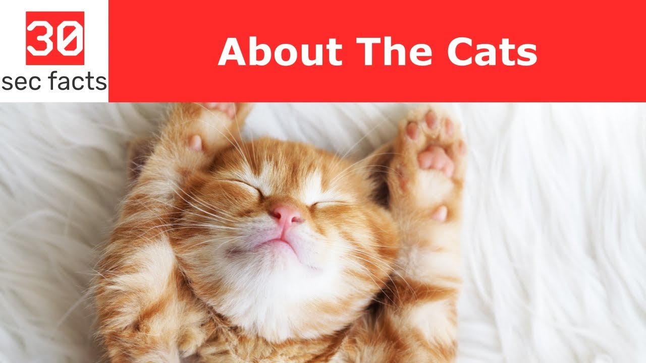 30 sec Cat Facts You Never Knew Before! - YouTube