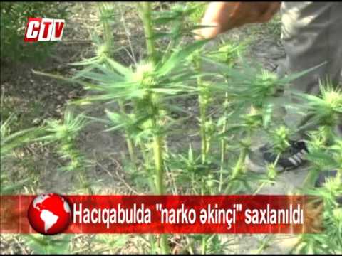Hacıqabulda \