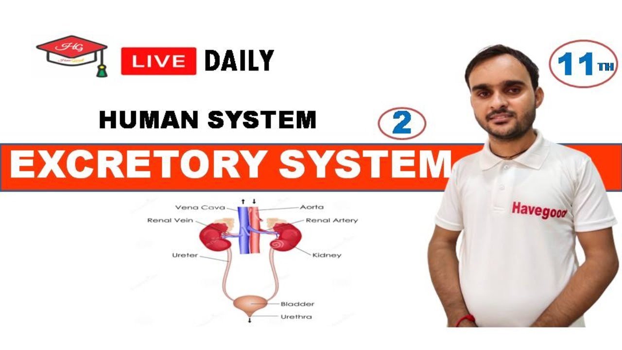 SCULL SYSTEM | EXCRETORY SYSTEM OF HUMAN BODY | PART-1 | 11TH BIO | BY ...