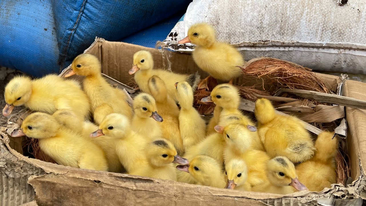 Amazing Pekin Duckling Hatching From Eggs - New Baby Duck Born - YouTube