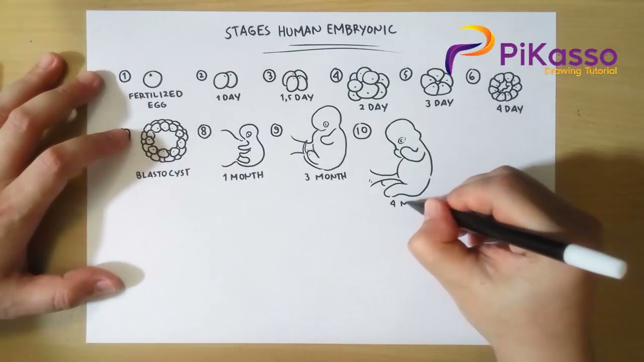Human Embryo Stages