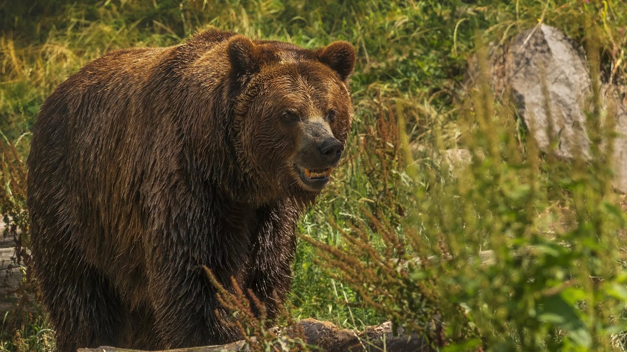 Met a REAL HUGE BEAR (short version, animals only, real sound) - YouTube