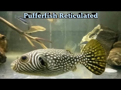 Pufferfish Reticulated || Arothron Reticularis - YouTube
