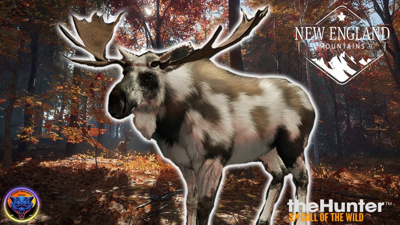 WHAT A BEAUTY ! PIE BALD MOOSE ! Hunter Call of the Wild 4K PC - YouTube