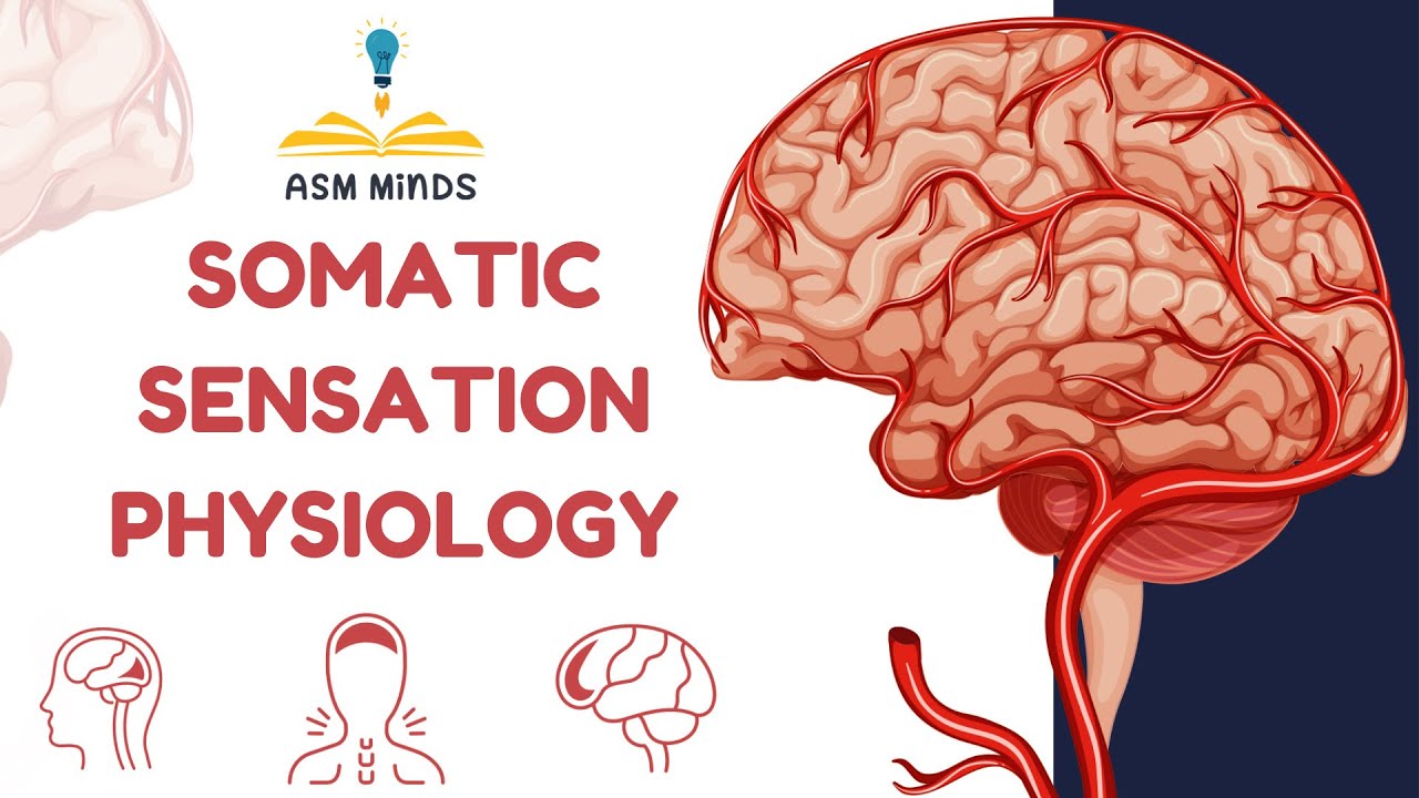 somatic sensation physiology by ASM Minds - YouTube