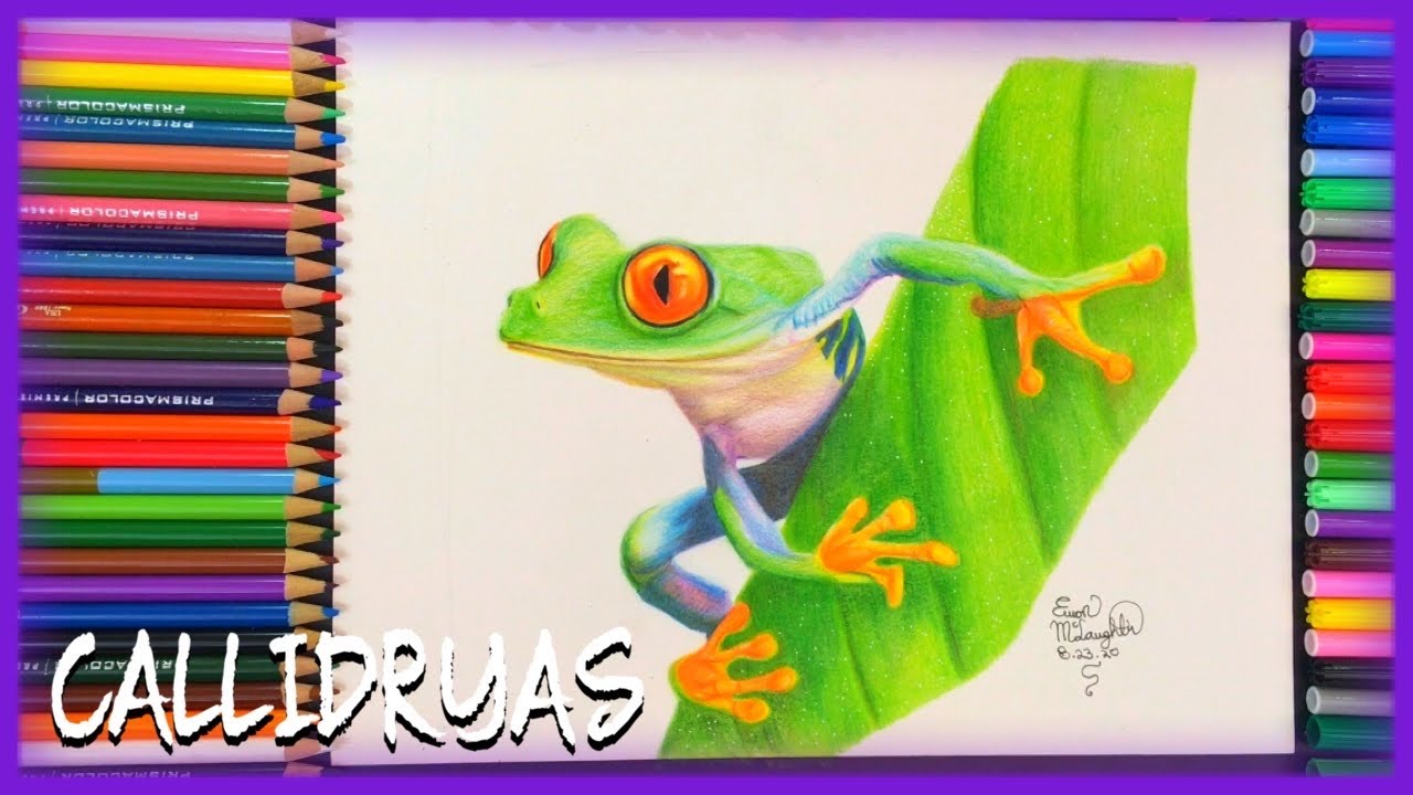 Agalychnis callidryas || Red-Eye Tree Frog Drawing The Most Famous Frog ...