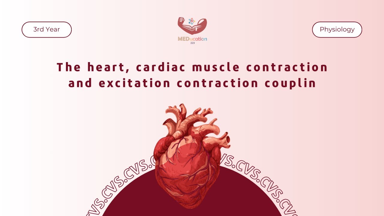 Physiology - The heart, cardiac muscle contraction and excitation ...