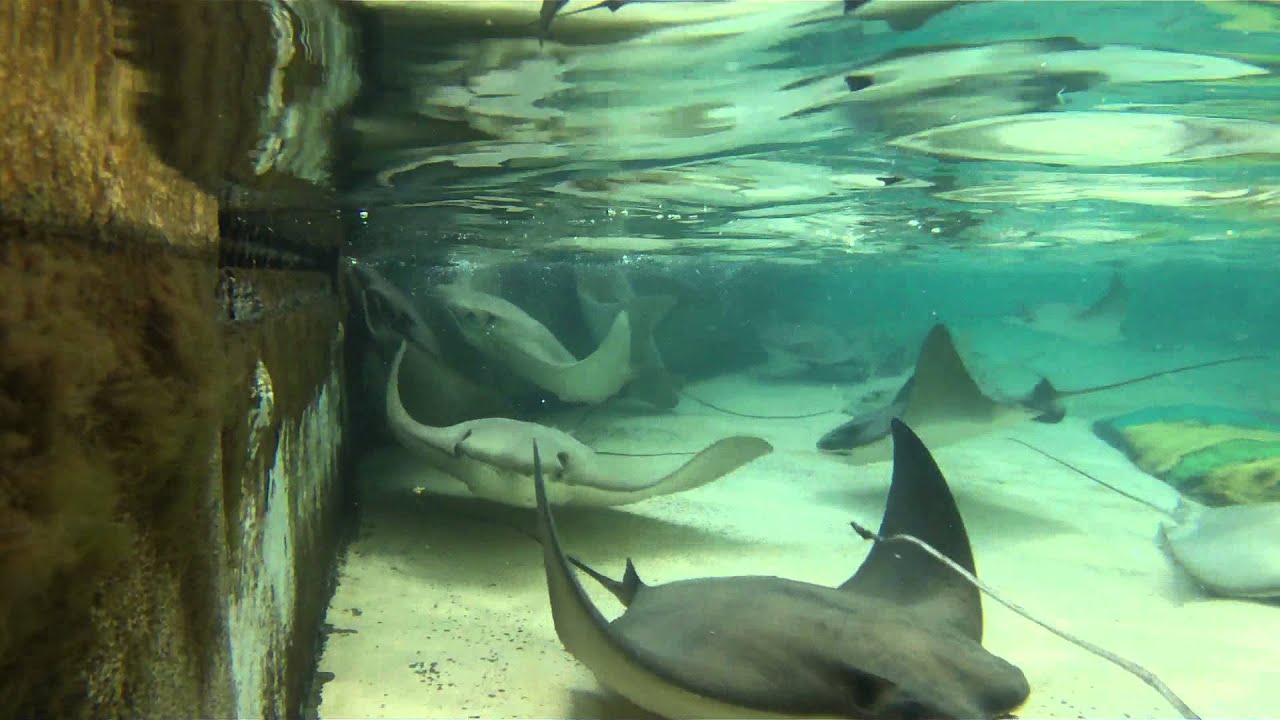 Underwater in Stingray Lagoon at Sea World Orlando March 2014 - YouTube