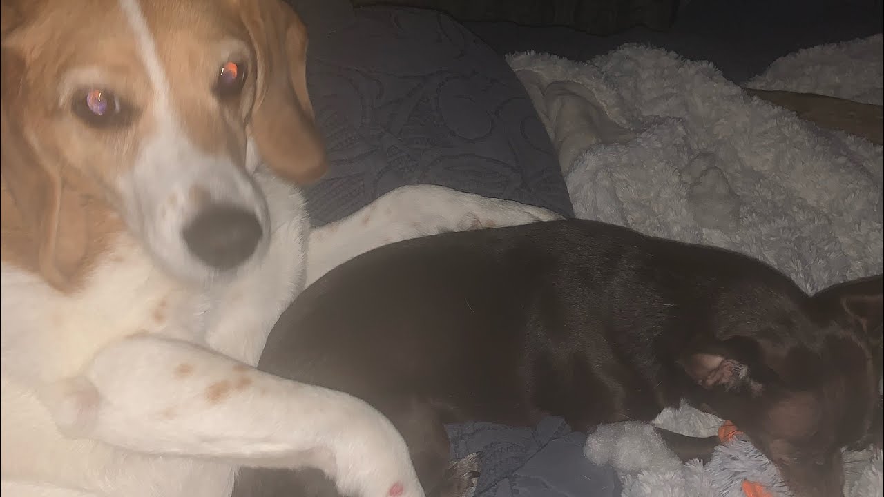 Can Thomas the dog have some food with little puppy - YouTube