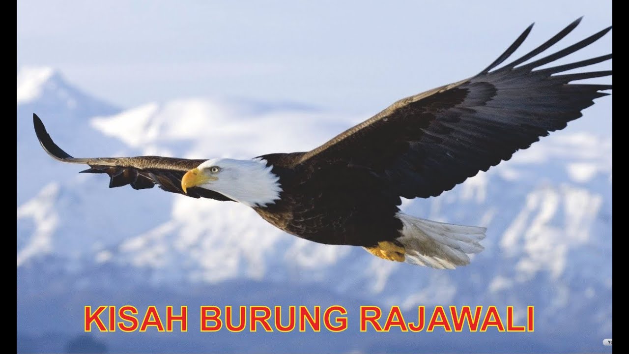 Motivasi Kisah Rajawali - YouTube