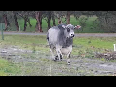 Broose On The Loose - YouTube