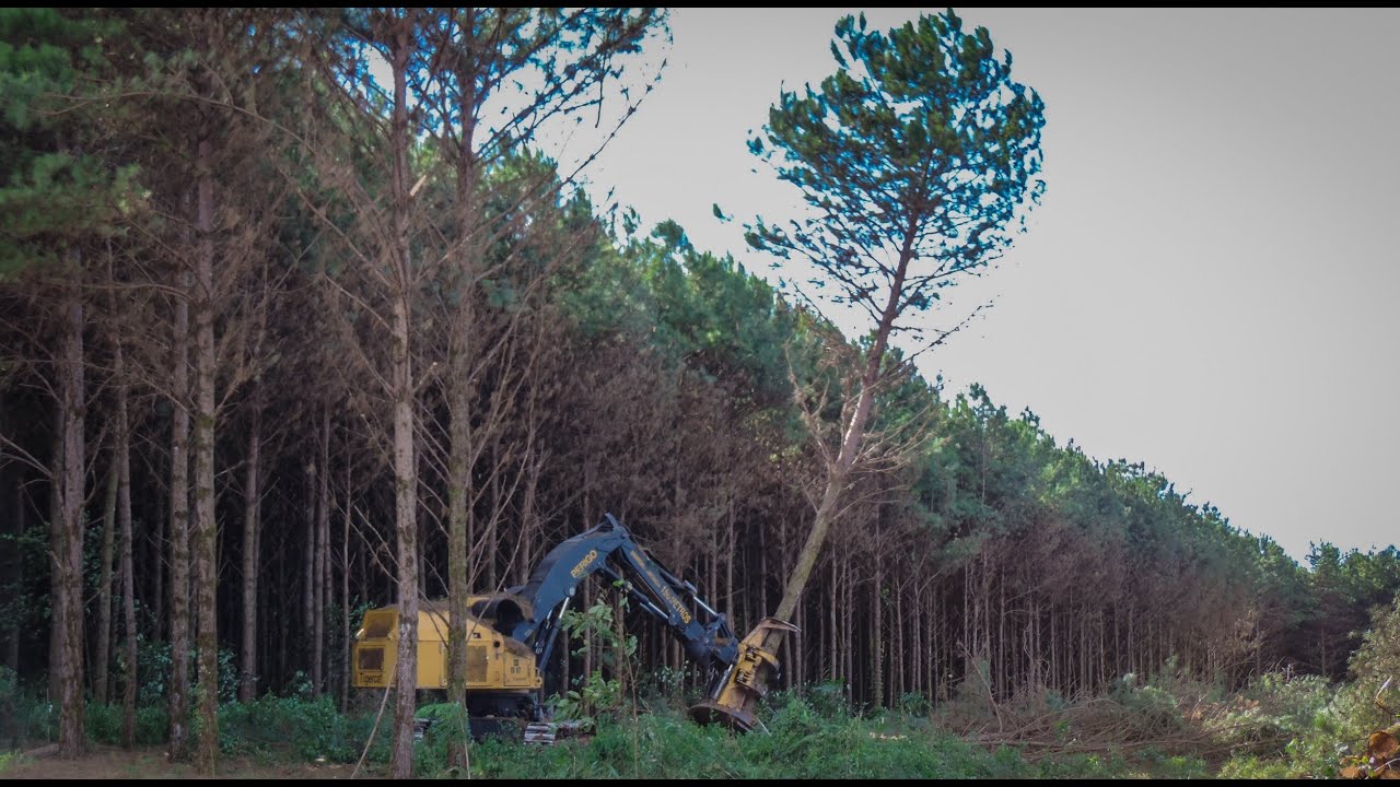 Feller Buncher Tigercat L870C Felling Pine - YouTube