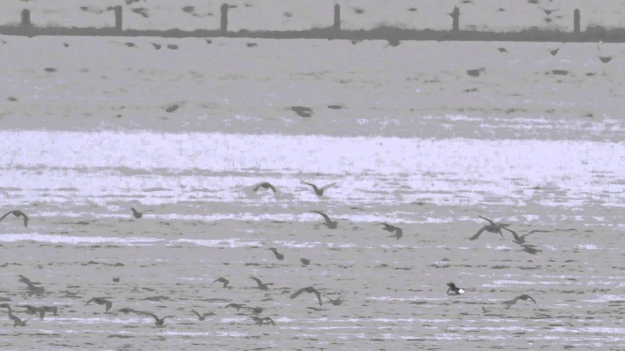 Grey Plovers In Flight - YouTube