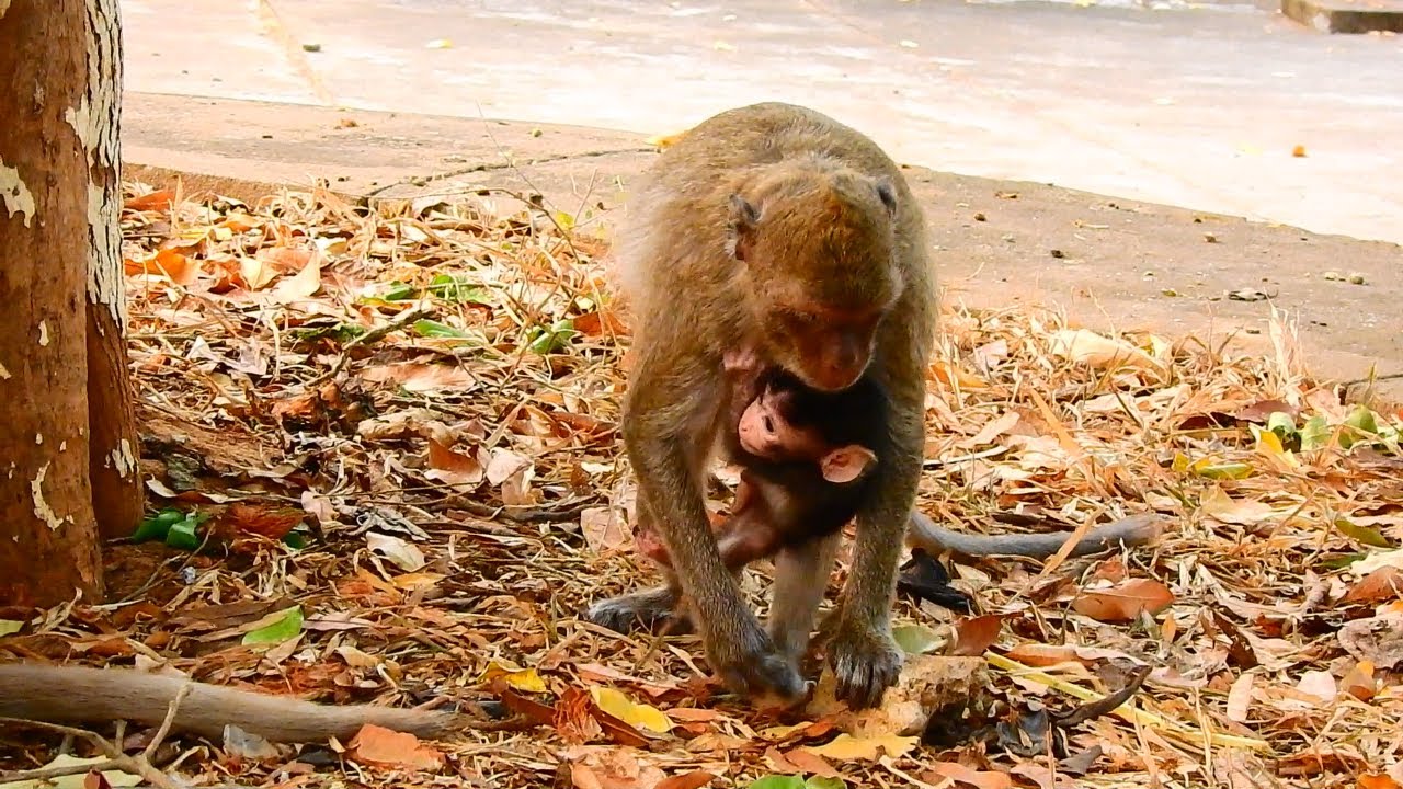 Baby monkey trying hold chest mother when mother moving - YouTube