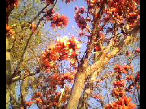 VIEW OF GOGU TREE , PART-2 - YouTube