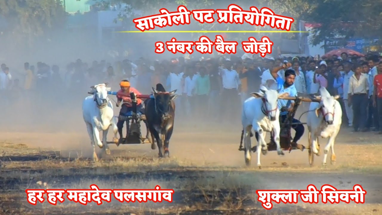 हर हर महादेव पलसगांव vs शुक्ला जी सिवनी 3 नंबर की बैल जोड़ी साकोली पट ...