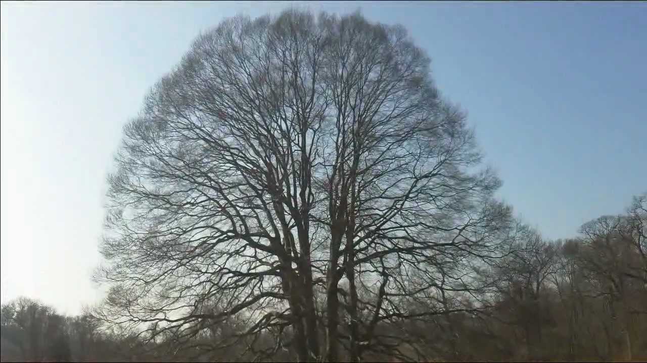 The Big Trees Of Caumsett State Park - YouTube