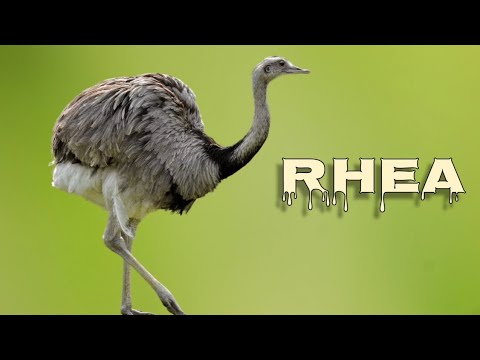 Rhea sounds - YouTube