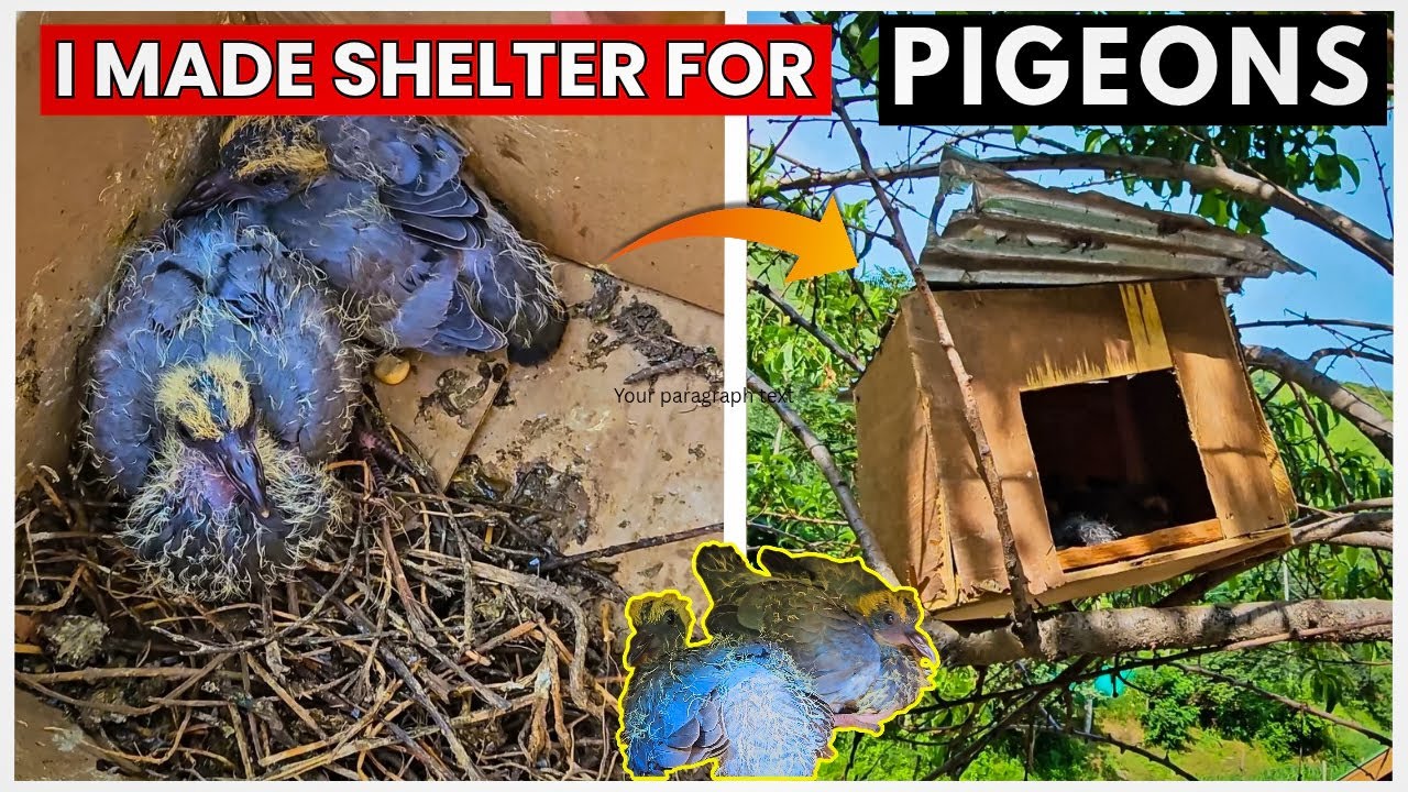 I MADE NEW SHELTER FOR PIGEONS | DIY | CRAFTS - YouTube