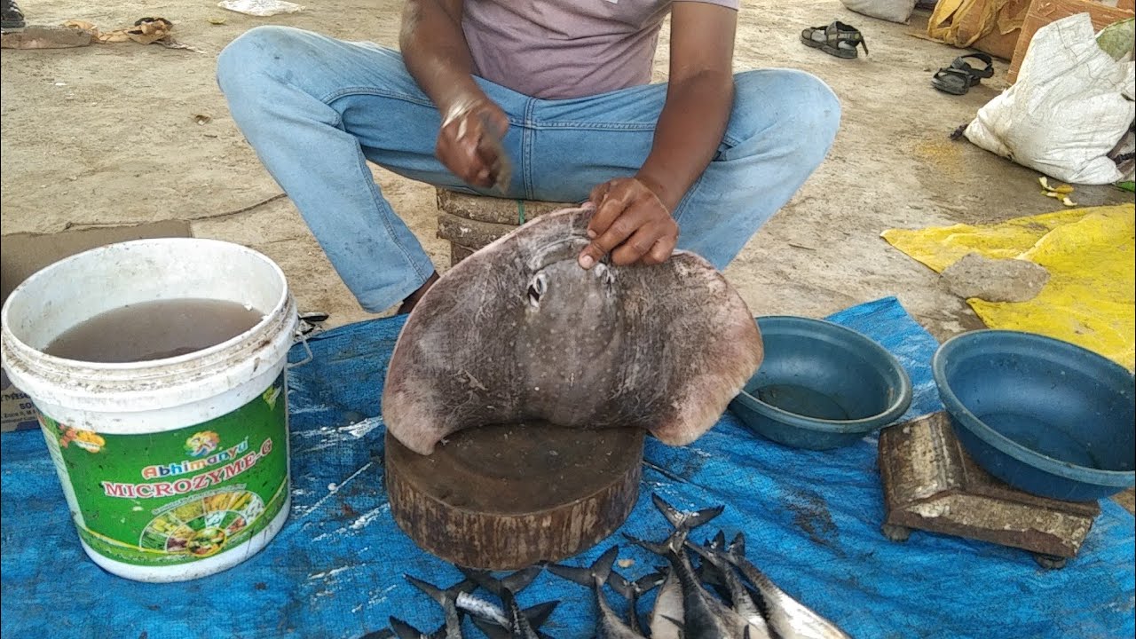 Stingray & Ribbon Fish Cutting, Chopna Fish Market, Shankar fish ...