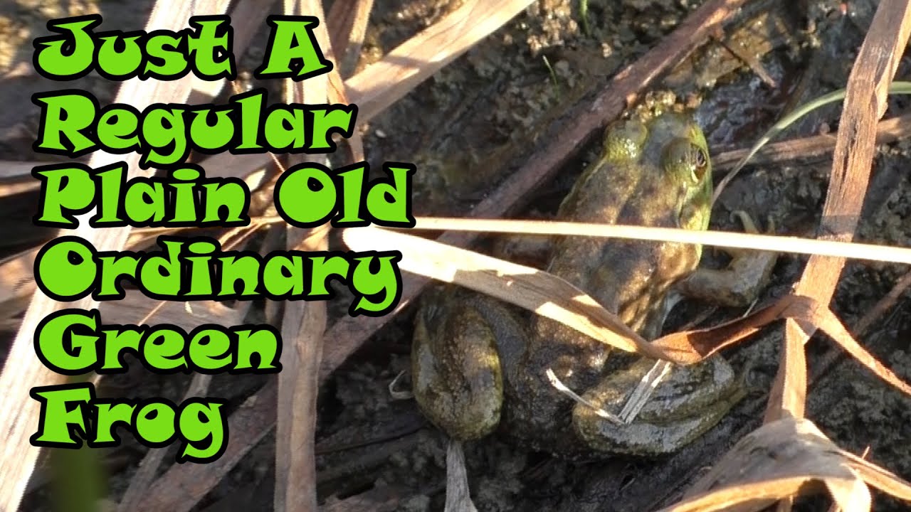 Just A Regular Plain Old Ordinary Green Frog - YouTube