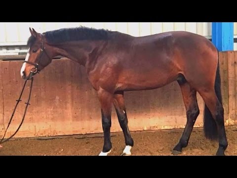 2014 hunter stallion www.sporthorses-online.com - YouTube