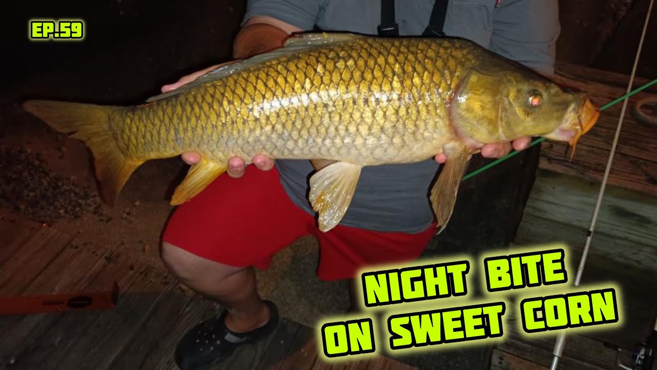 Ep.59 || NIGHT BITE ON SWEETCORN #fishing #carpfishing #carp - YouTube