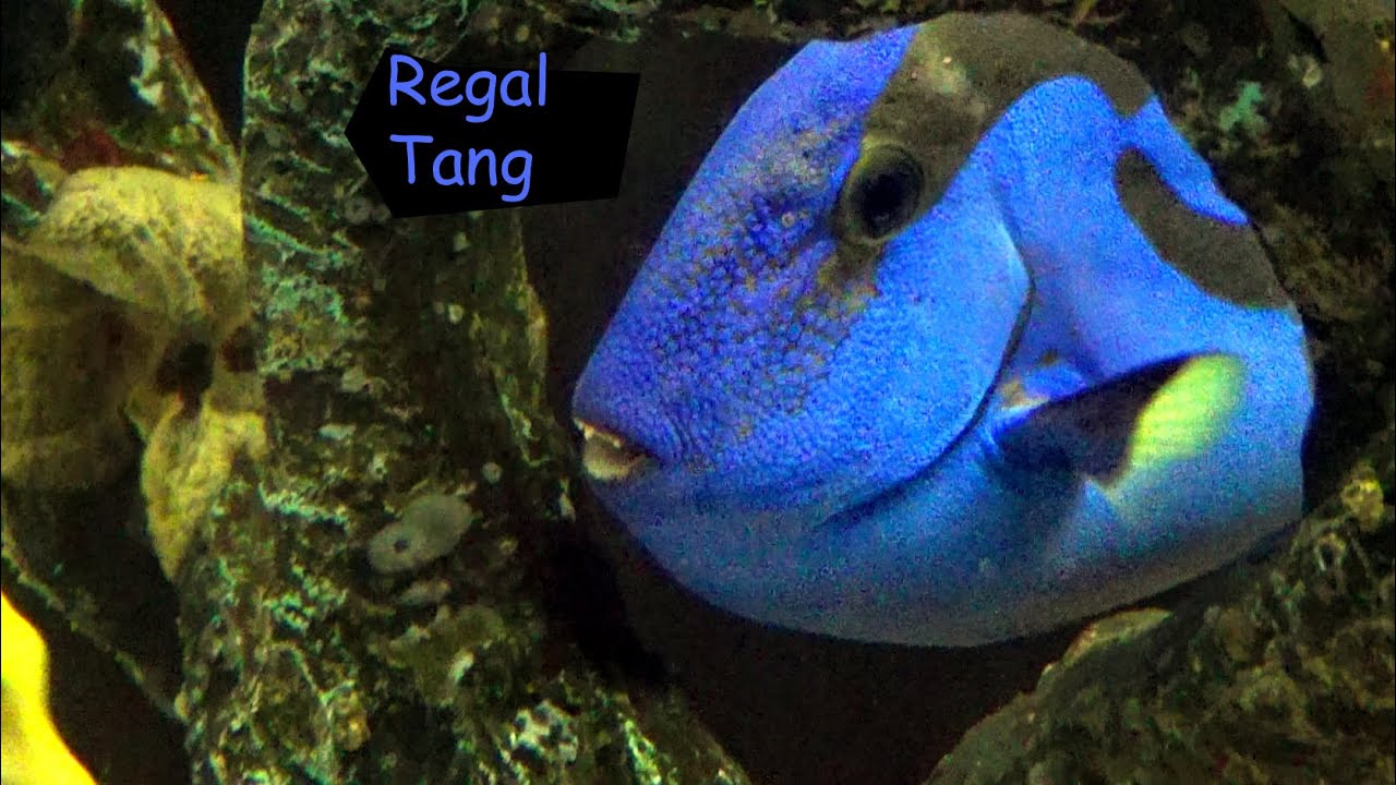 Regal Tang - YouTube