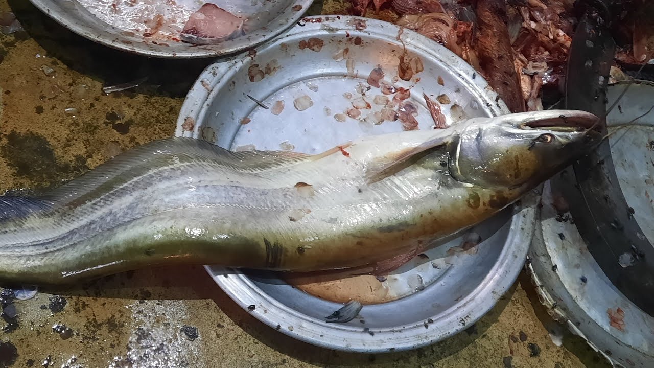 Amazing Wallago atu Catfish and Big Rou Fish live Cutting in Fish ...