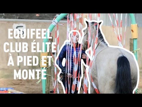 [ÉQUIFEEL] Club élite à pied et monté - YouTube